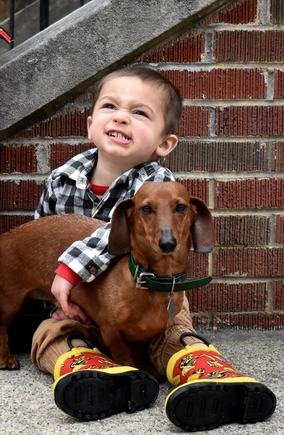 How to Build a Strong Relationship with Your Dogs | The Nutritionist ...