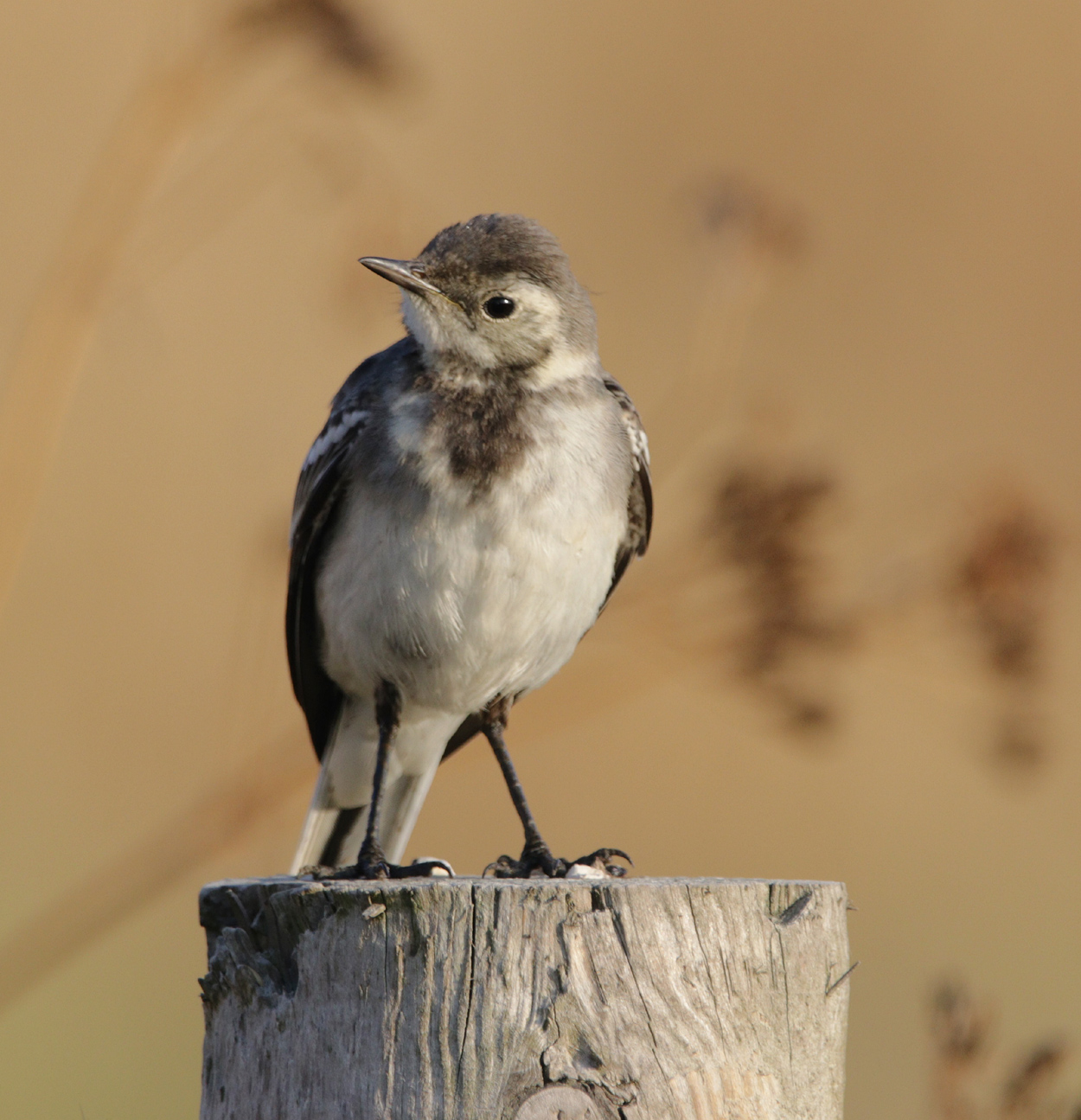 Another Bird Blog: Three Of A Kind