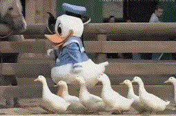 Disney Avenue: The Story Behind Donald Duck and the 50 Real Ducks That ...