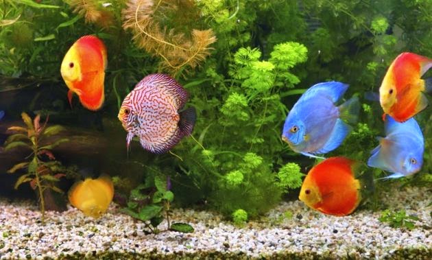 Todomascotas-com: Cómo elegir peces para una pecera