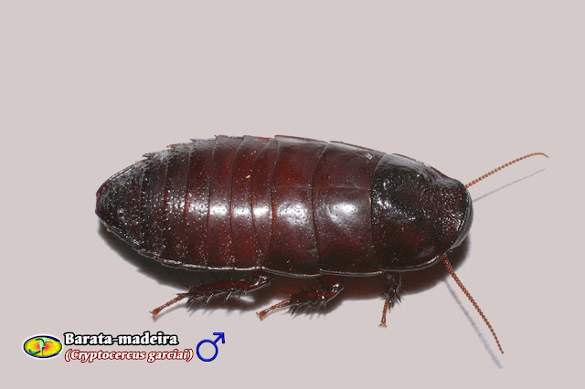 Fauna: Barata-da-madeira (Cryptocercus garciai)