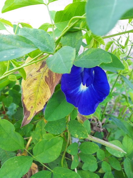 Bunga Telang Merah 49+ Gambar Bunga Ganyong - Tanaman Hias