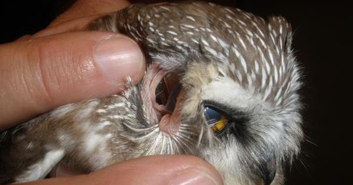 Spiritual Vigor: See The Inside Of An Owl's Ears (4 pics)