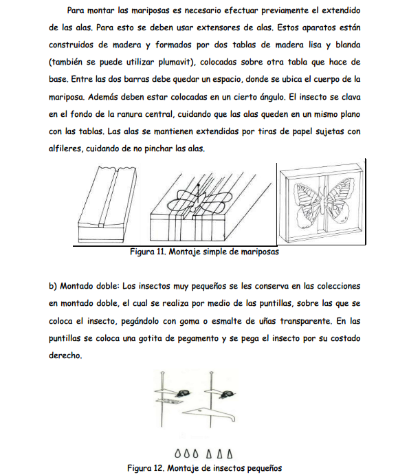 VISIÓN AGROECOLÓGICA: Como Construir un Insectario
