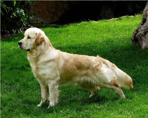 Mundo Perruno: Pagina Principal De Mundo Perruno