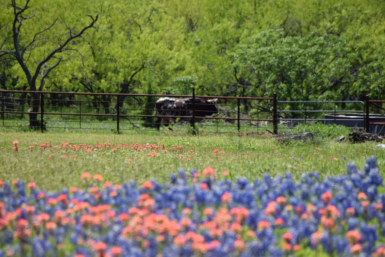 Travel for Life: Texas—Visiting Ennis for Bluebonnet Trails Festival (2019)