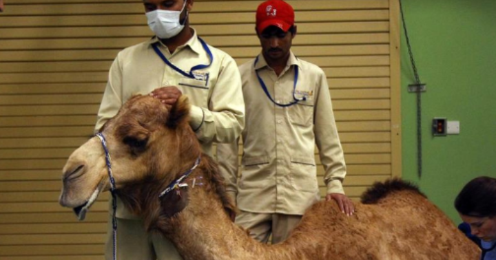 DUBAI; World first camel hospital in dubai ~ ALL WORLD NEWS