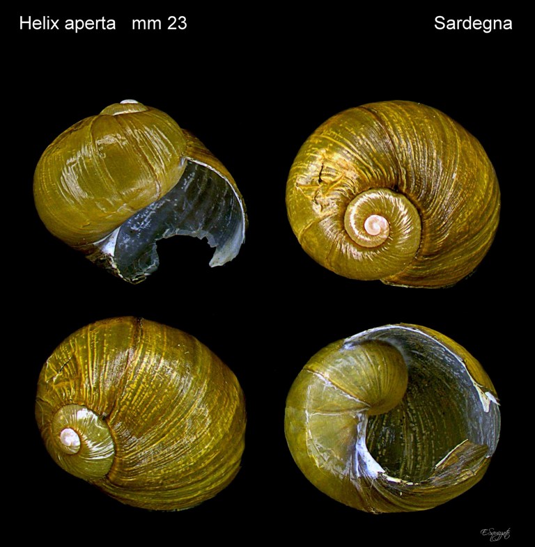 FOTO CONCHIGLIE MEDITERRANEO