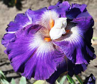 World of Irises: Novelty Iris