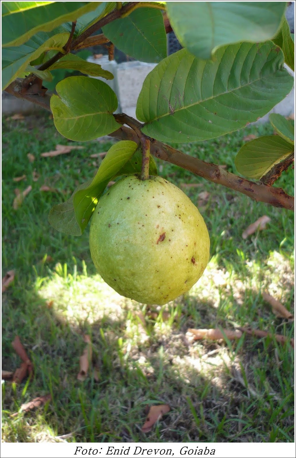 Mundo das Plantas : Agricultura/ Agrochic