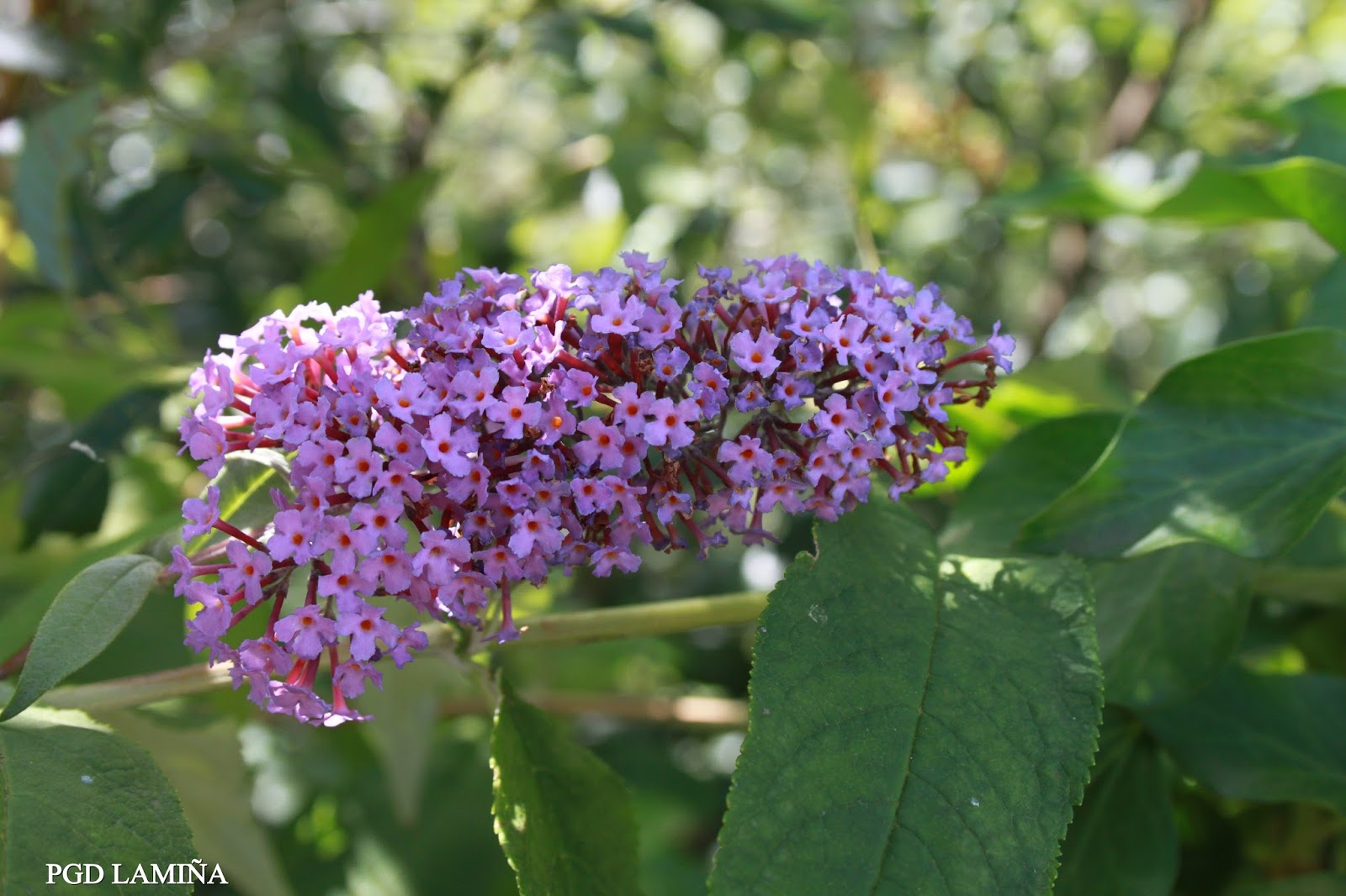 BUDDLEJA DAVIDII. budleya.