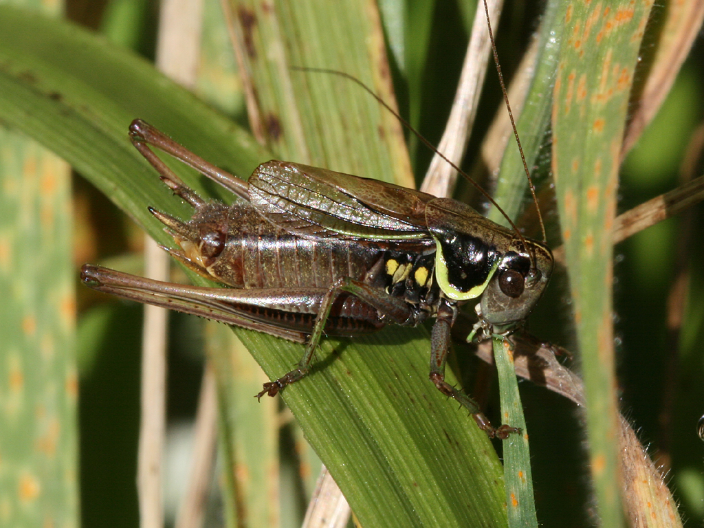 Roesel's Bush-crickets