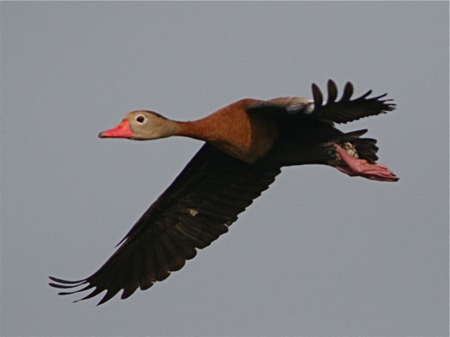 Bird of the Day: The Fulvous and Black-Bellied Tree Ducks
