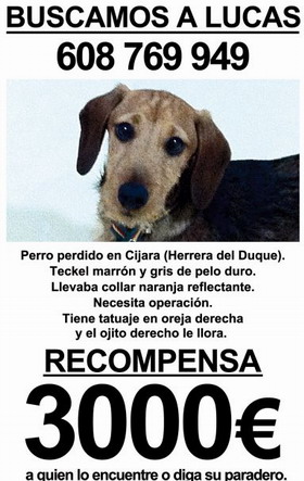 Herrera del Duque (Badajoz): Perro perdido | EL BUSCA PERROS DE CAZA ...