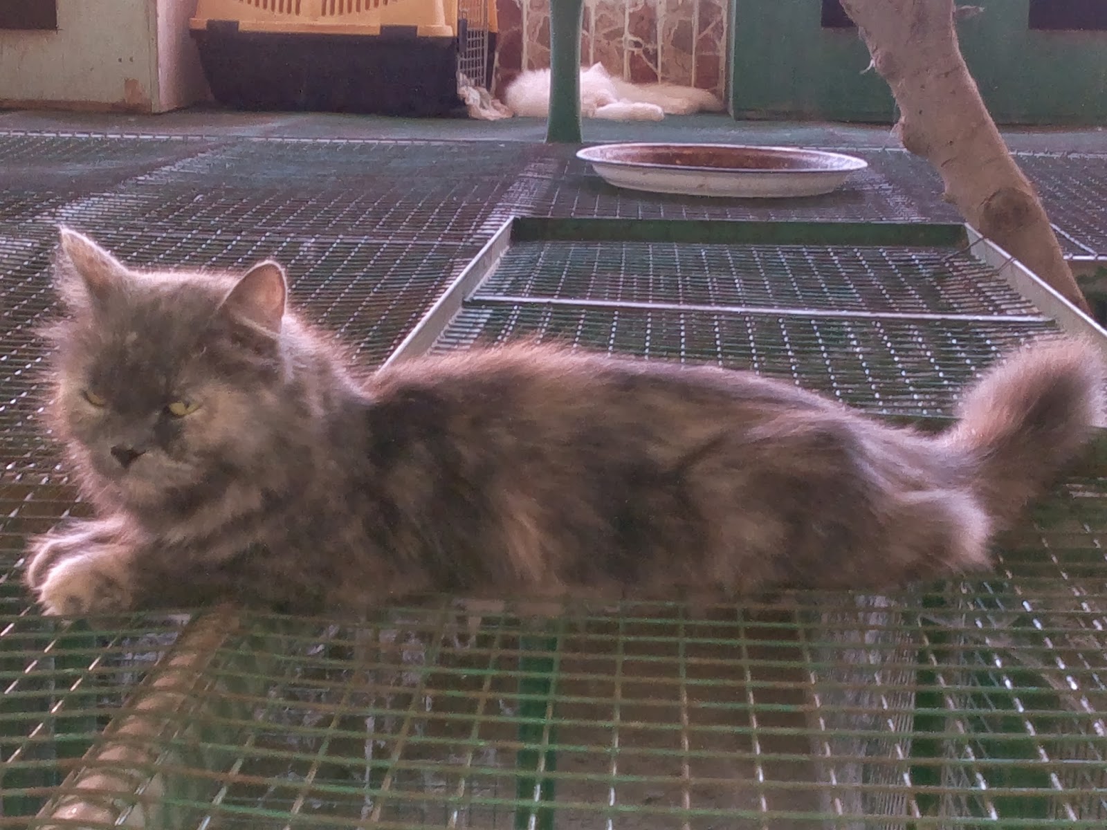 Mumbaikars In Muscat: A visit to Barka Zoo