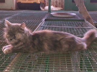 Mumbaikars In Muscat: A visit to Barka Zoo