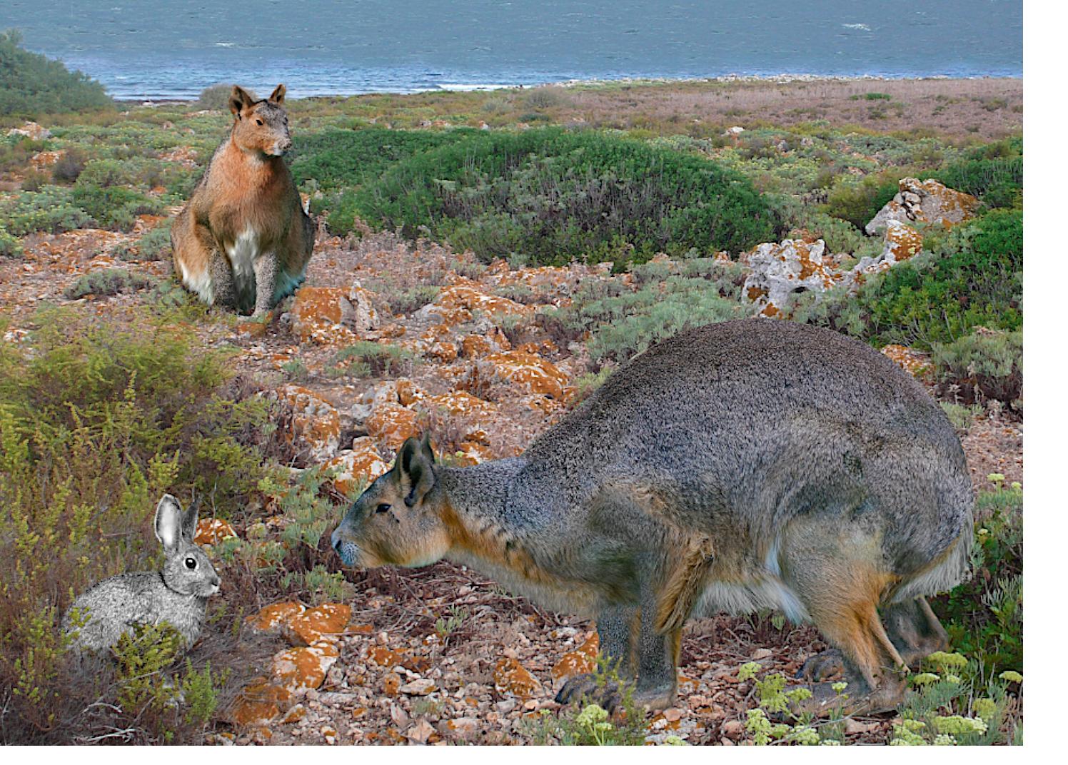View Hares, Rabbits, and Pikas | DAILY NEWS