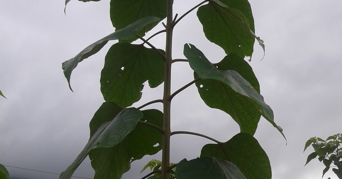 Gmelina Arborea ( Kumil, White teak, Gamar) | Innovative farming solutions