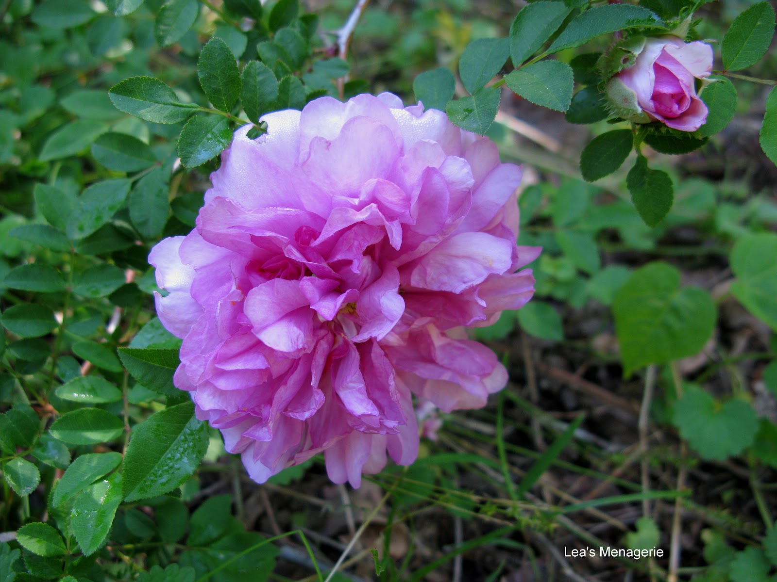 Lea's Menagerie: Garden Bloggers' Bloom Day May 2013