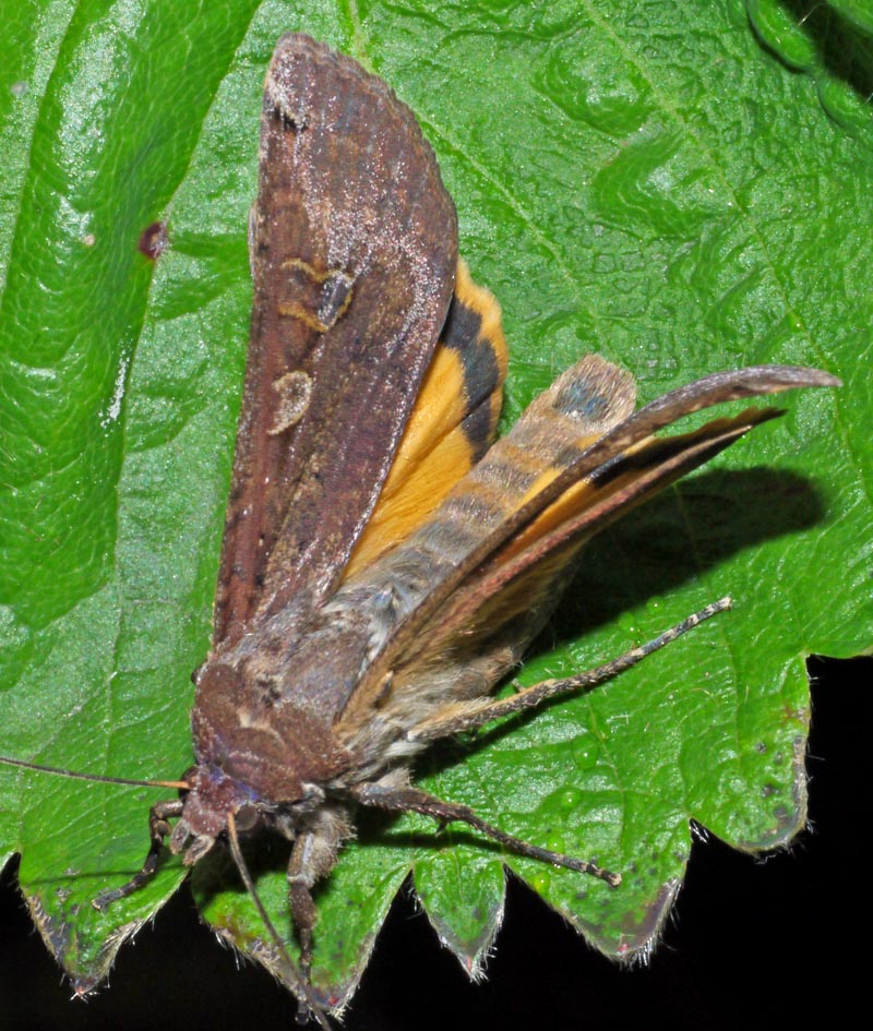 CABINET OF CURIOSITIES: Newly-minted large yellow underwing moth
