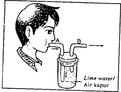 biogosmart.blogspot.com: LKS UJIAN PRAKTIK