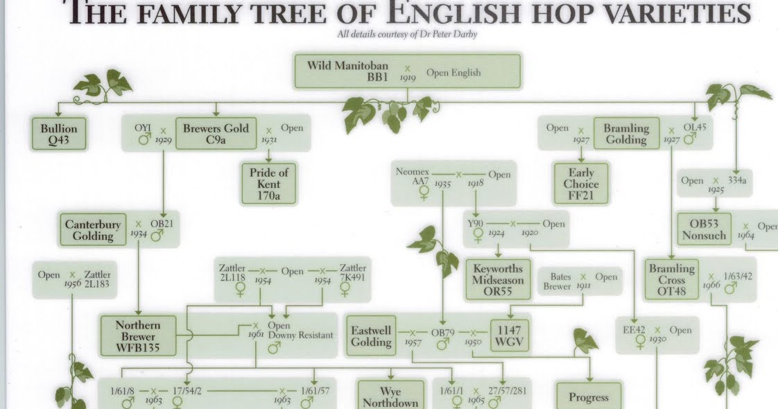 Ed's Beer Site: A family tree of English hops