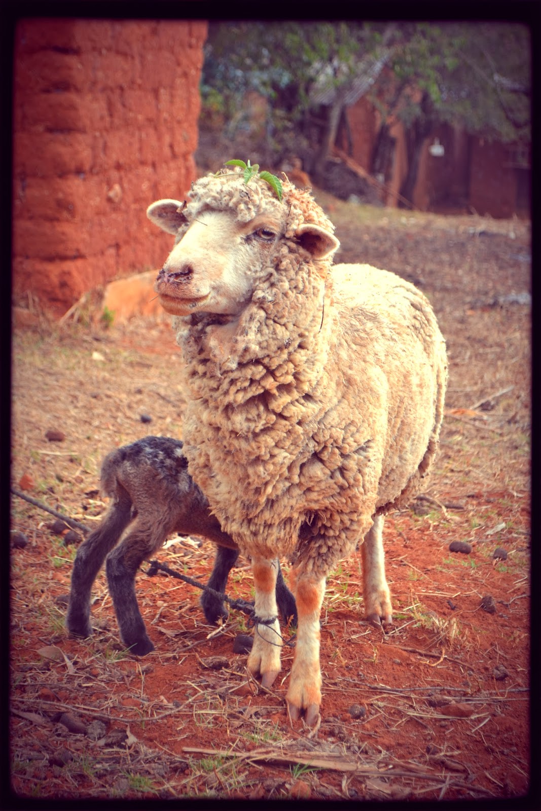 Uniting The Matara Community (By God's Love & Grace) Through The ...