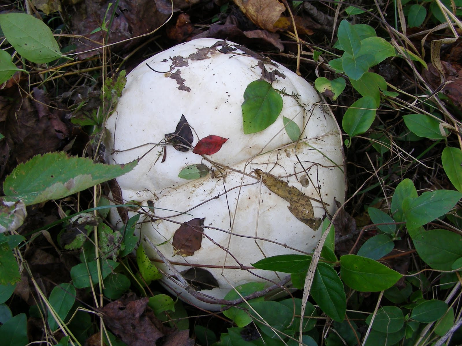 Blue Jay Barrens: Giant Puffball