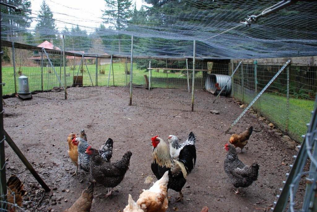 Applegarth Farm: the coop ~ new stairs and the chicken run