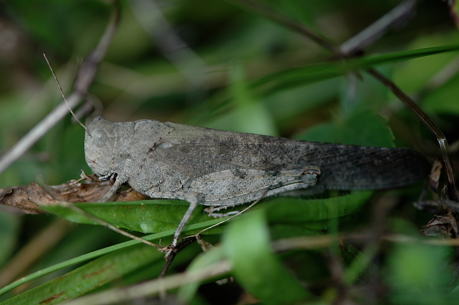 Field Biology in Southeastern Ohio: Insect Walk