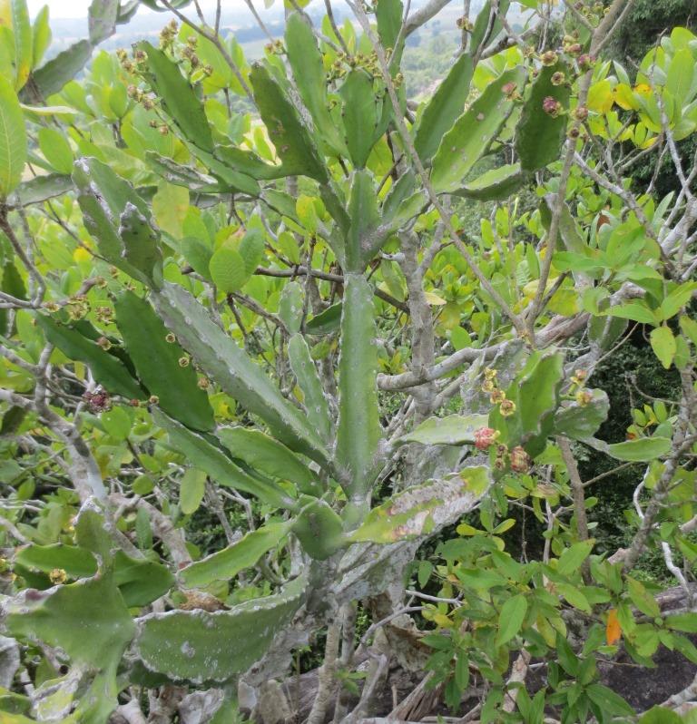 දළුක් [Daluk] (Euphorbia antiquorum) ~ අපේ ඔසුපැළ Medicinal Plants of ...