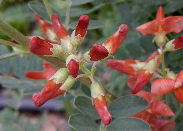 Nature Abhors a Garden: Red Loco