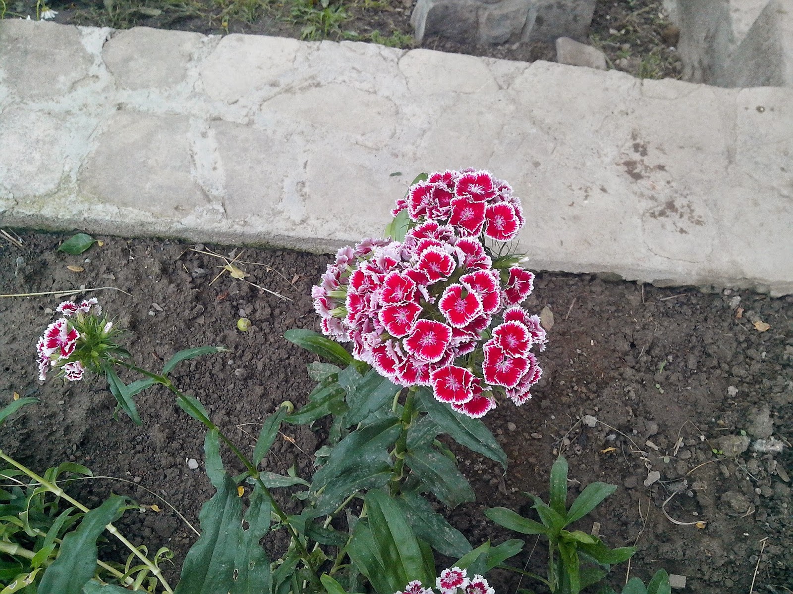 Explorator prin viata: Garofite