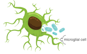 Le Cerveau de l'Enfant et de l'Adolescent: La Microglie