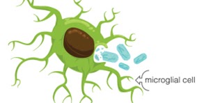 Le Cerveau de l'Enfant et de l'Adolescent: La Microglie