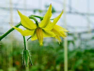 DIÁRIO COM A NATUREZA: 19 DE ABRIL - TOMATE - FRUTO - FLOR - SOLANUN ...