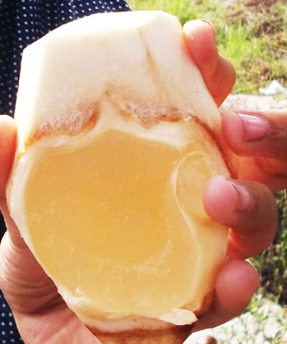 Siwalan dan Legen Kuliner Khas Panceng