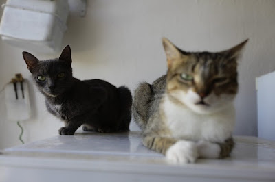 Gaspar, El Lugareño: El gato azul cubano (Fotogalería)