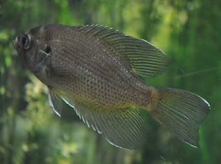 ZOOTOGRAFIANDO (5.836 ANIMALS): PERCA SOL DE FLORIDA (Centrarchus ...