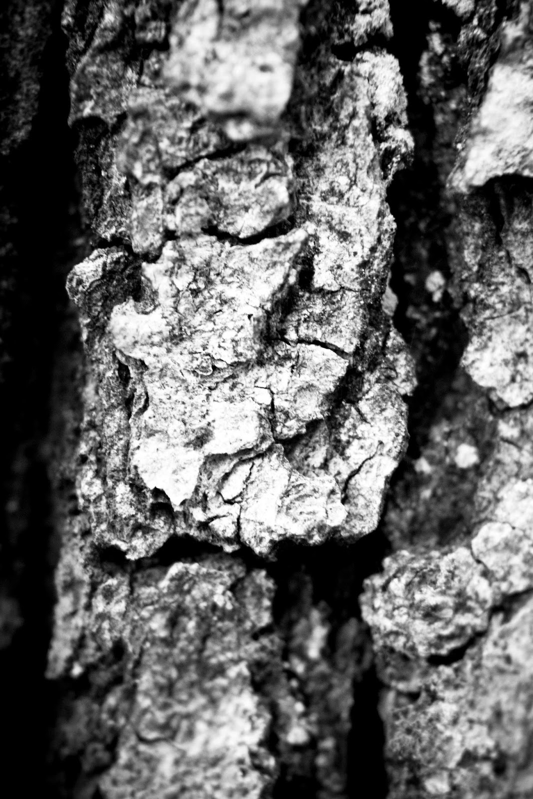 Mighty Textures: Wood crust