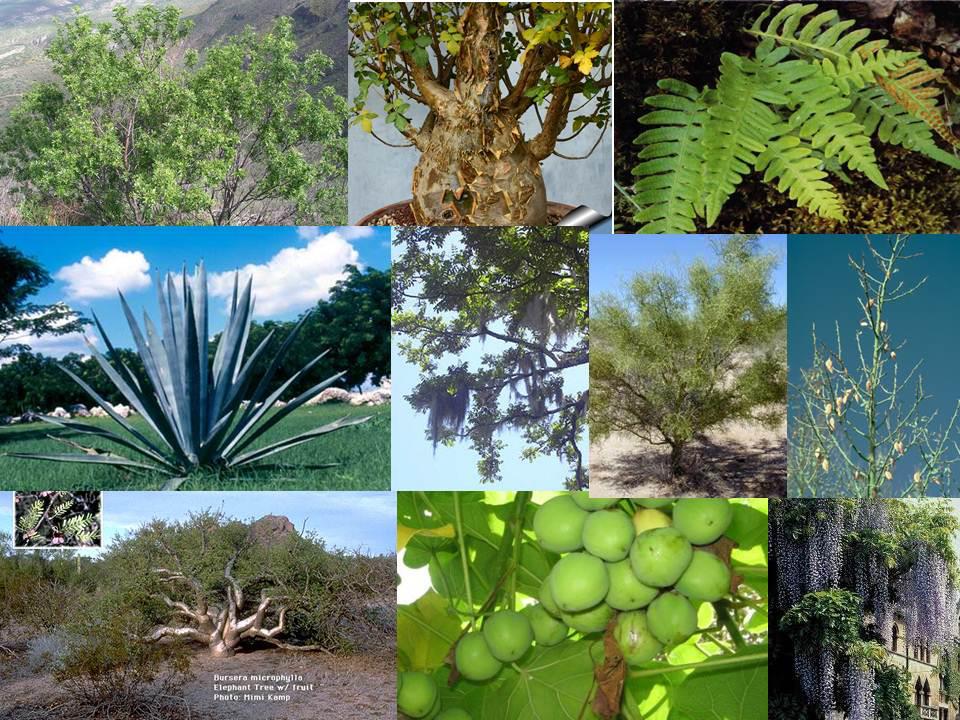 selva caducifolia: Factores Bióticos (FLORA)