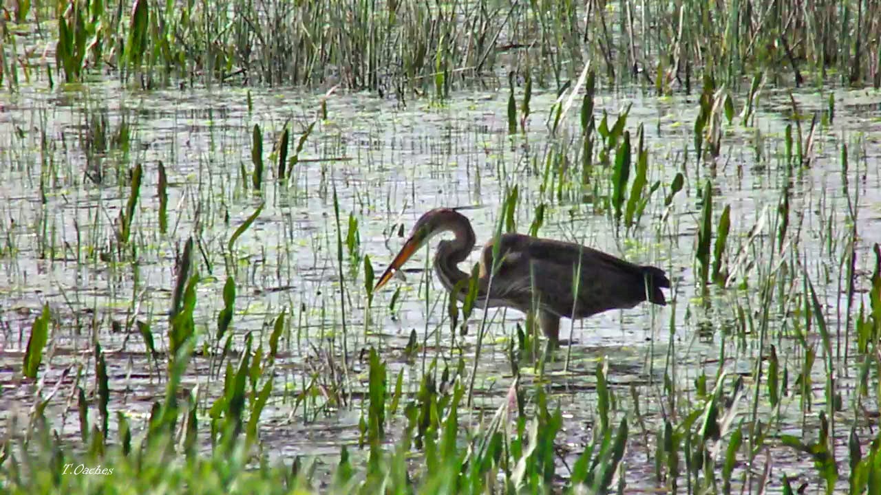 PASARI DIN ROMANIA: STARC ROSU, Ardea purpurea