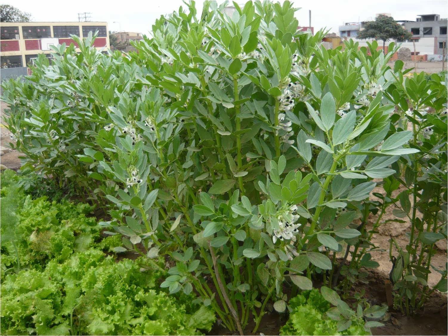 ALTERNATIVA ECOLÓGICA: CULTIVO DE HABAS VERDES