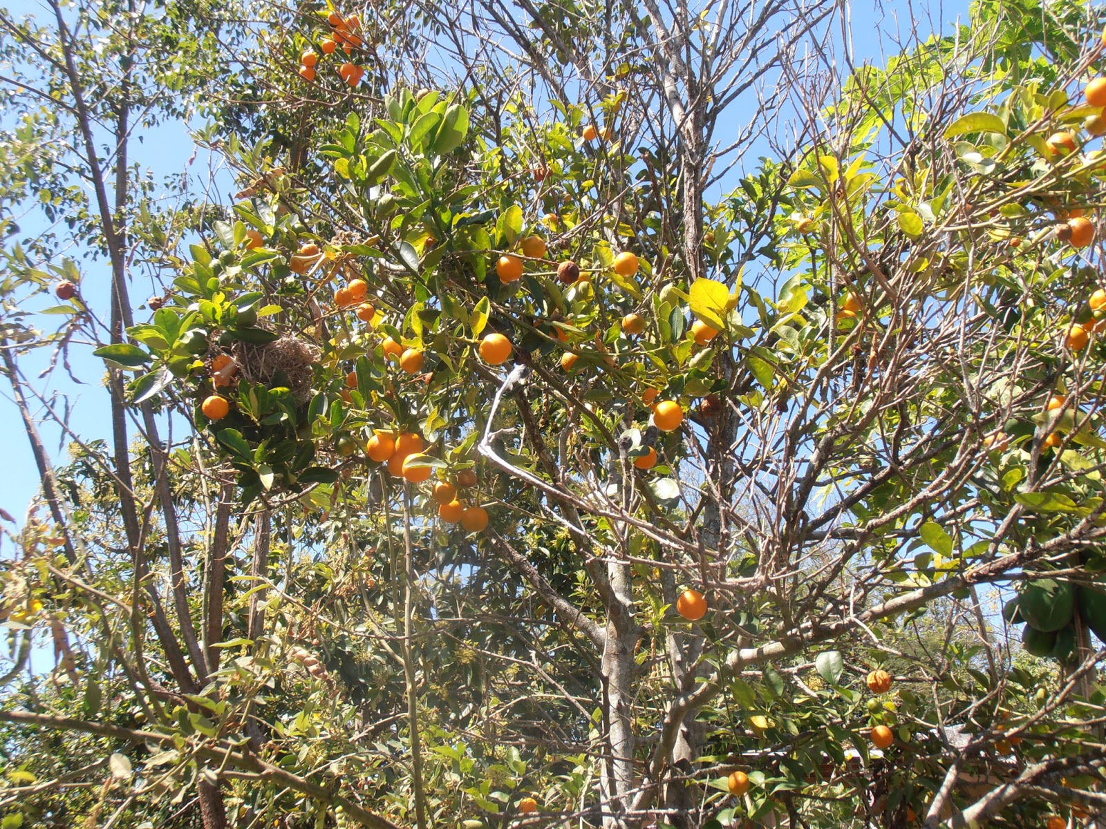 Flora de Puerto Rico Ilustrada Papo Vives: RUTACEAE-Citrofortunella ...