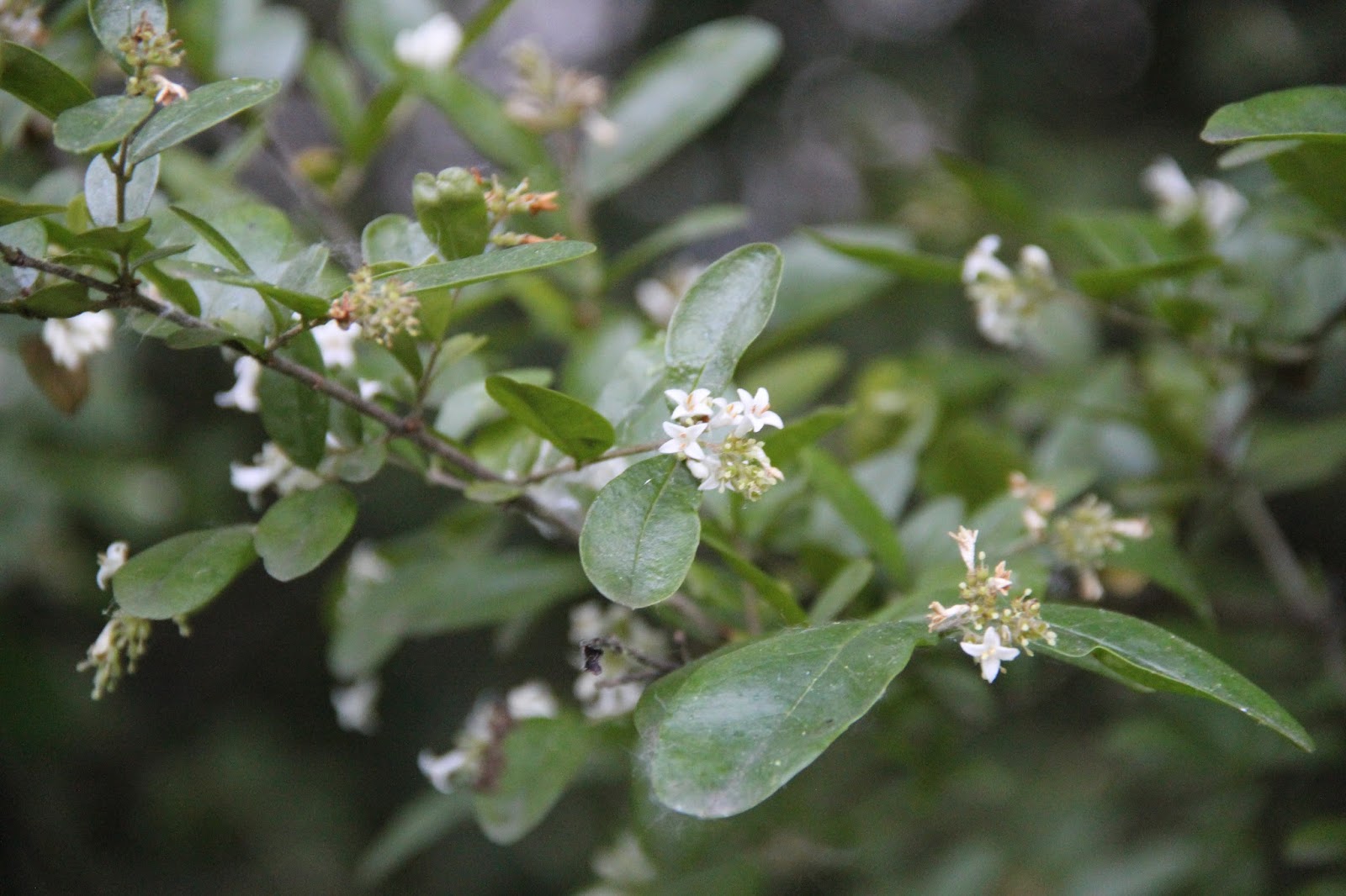 Isabella Conservation District Environmental Education Program ...