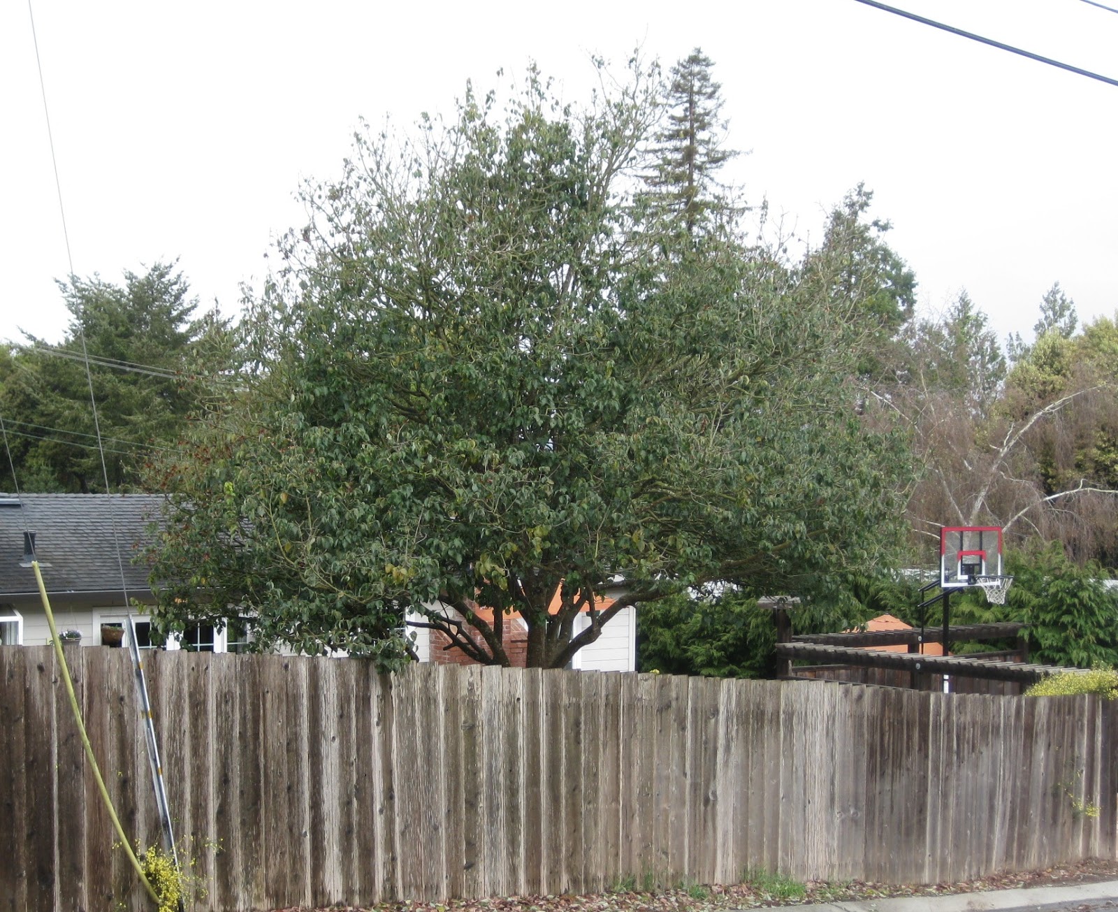 Trees of Santa Cruz County: Acer paxii - Evergreen Maple