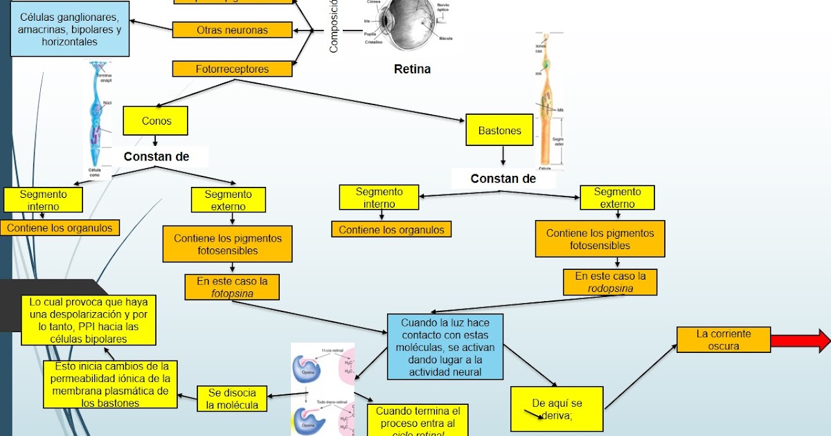 MAPA FISIOLOGÍA "VÍA NEURAL PARA LA VISIÓN"