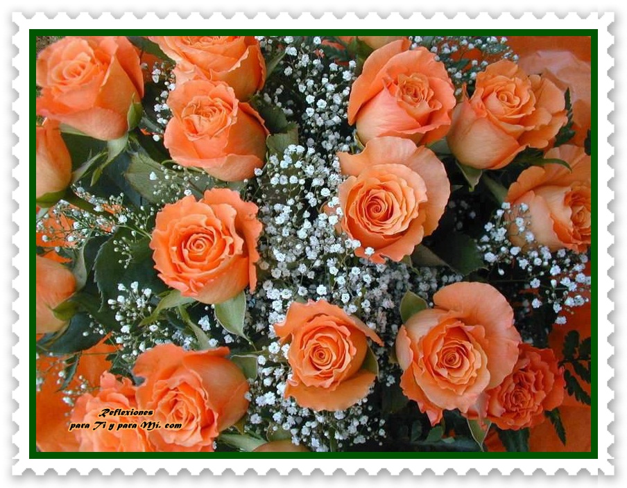 Buenos Deseos para TI y para MÍ: * Hermosas Rosas color Melón