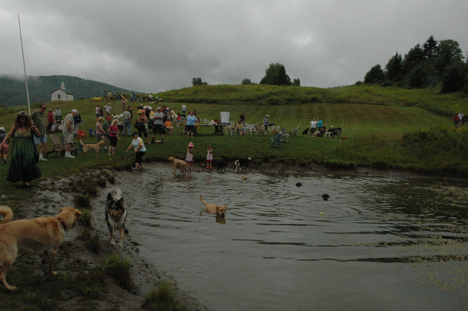Two Pitties in the City: How to be a Tourist with Your Dog Series ...