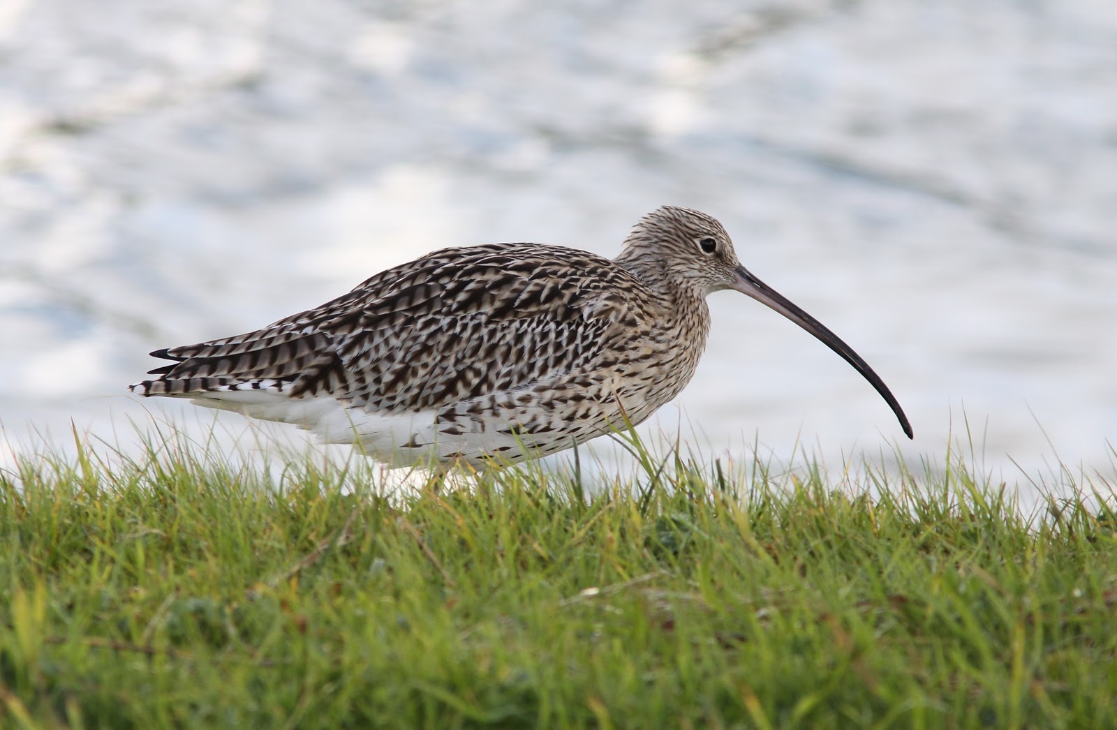 De Vogelaars: Wulp Texel 19 oktober 2010